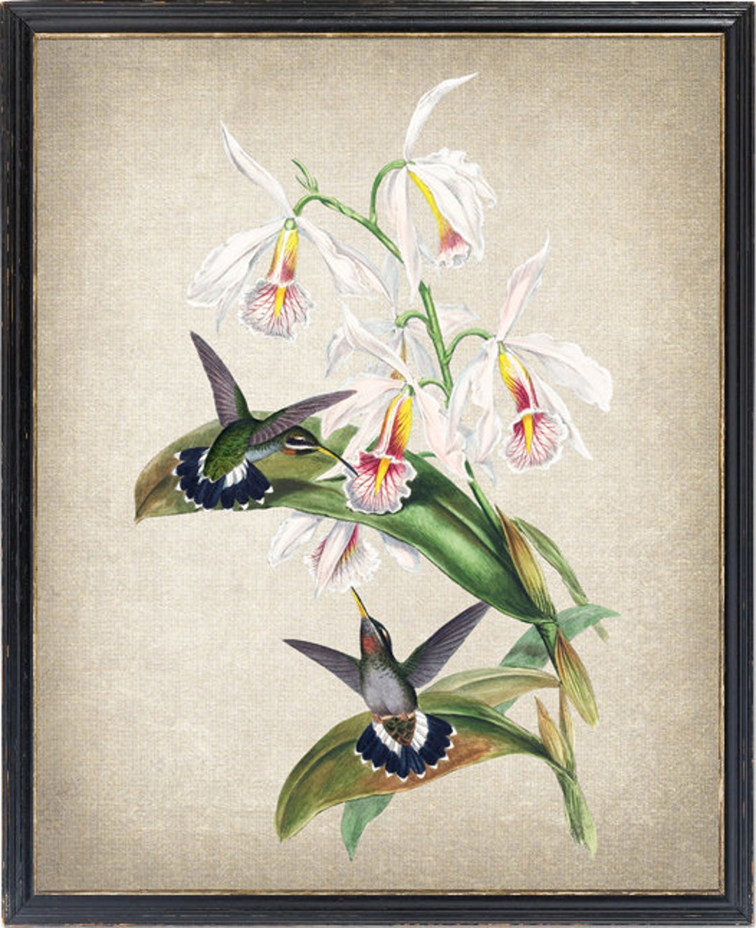 Bird and Botanical Art Printable, Vintage Hummingbird Illustration ...