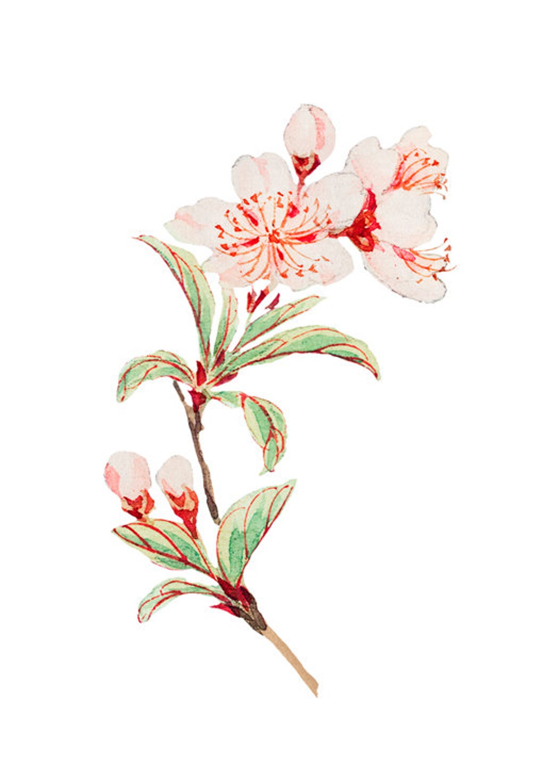 Pink Japanese Art Flowers Digital Download Antique Floral - Etsy