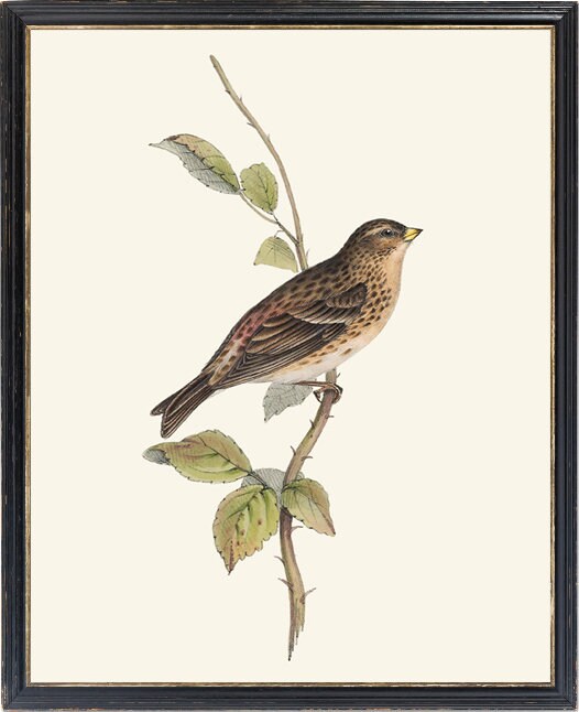Bird Art Print 'mountain Linnet' Vintage - Etsy