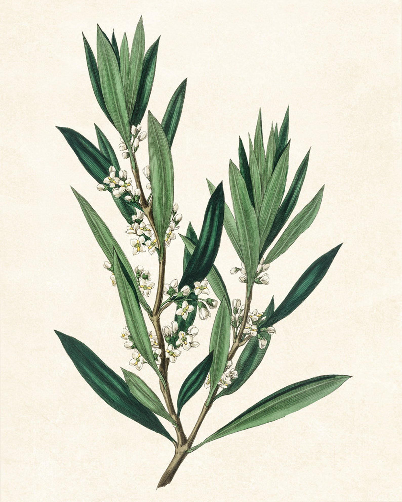Digital Download 8x10 Art Print / Flowering Olive Plant - Etsy