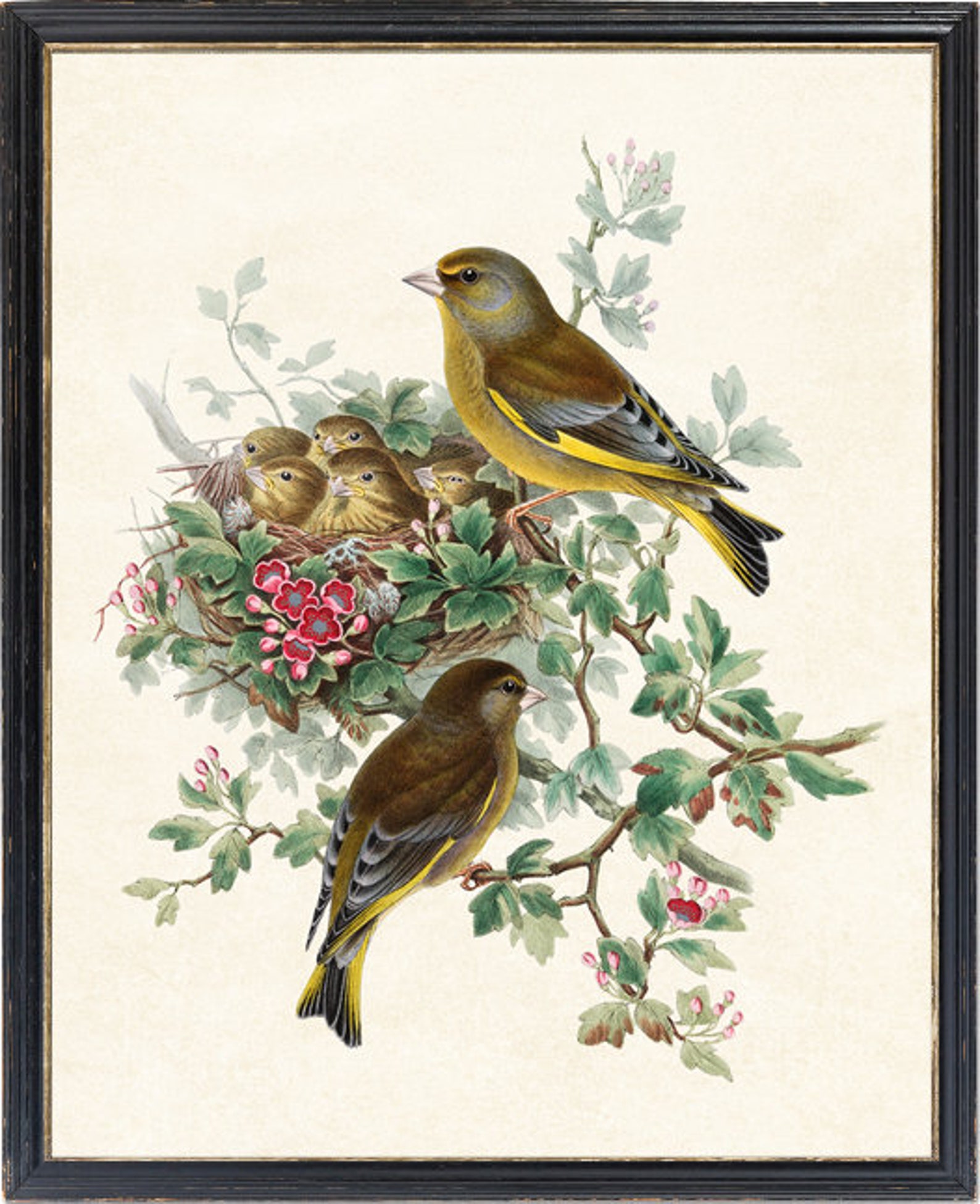 Bird and Botanical Print, Greenfinch Birds Antique Illustration, Bird ...