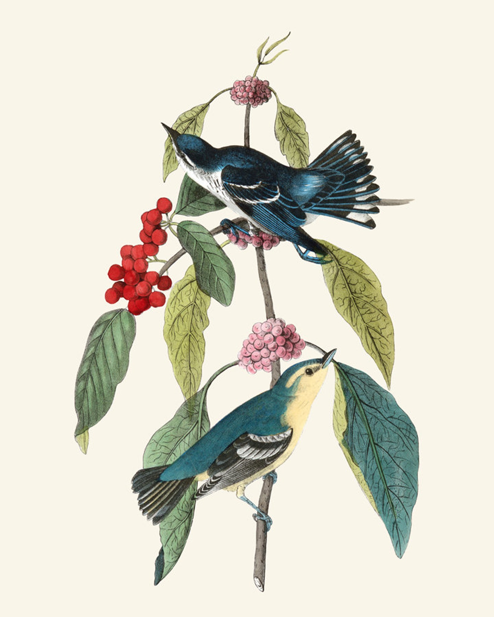 Bird and Botanical Digital Print Vintage Illustration | Etsy