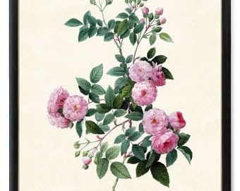 Antique French Botanical Illustration Pink Roses DIGITAL DOWNLOAD - Etsy