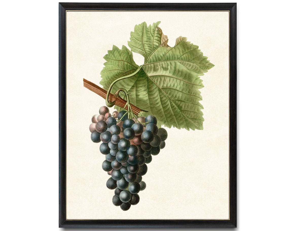 Grapes Print, Vintage Fruit Illustration, Printable Kitchen Art ...