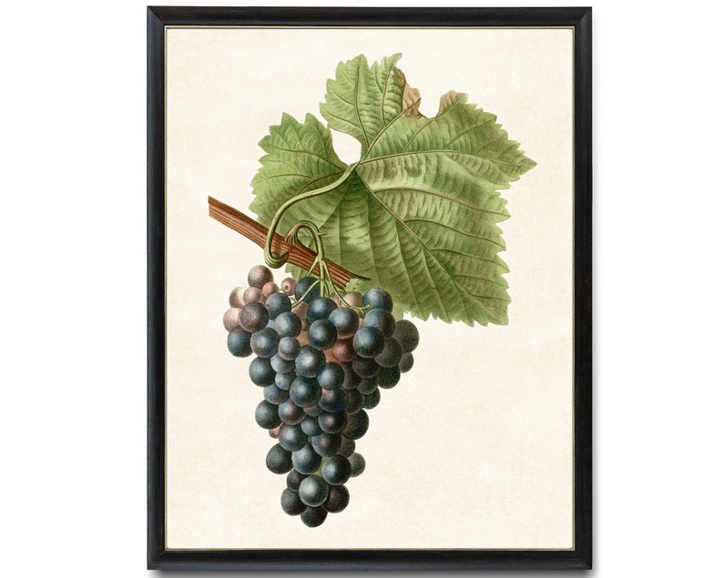 Grapes Print Vintage Fruit Illustration Printable Kitchen - Etsy