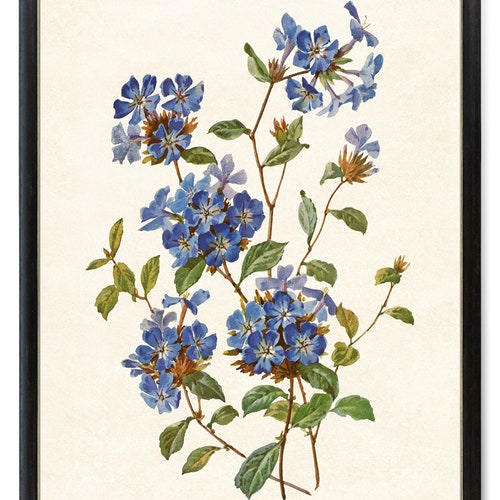 Blue Flower Printable P.J. Redoute Vintage Illustration | Etsy