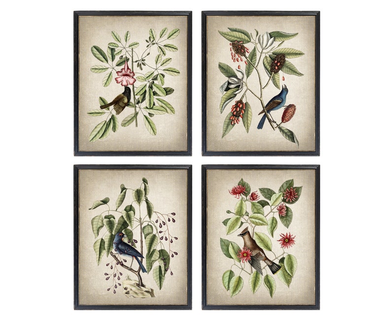 Mark Catesby Birds Set of 4 Printables 1700's Antique - Etsy