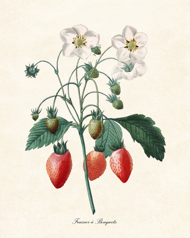 P.J. Redoute Art Fruit 8x10 Digital Prints Set of 8 Vintage - Etsy