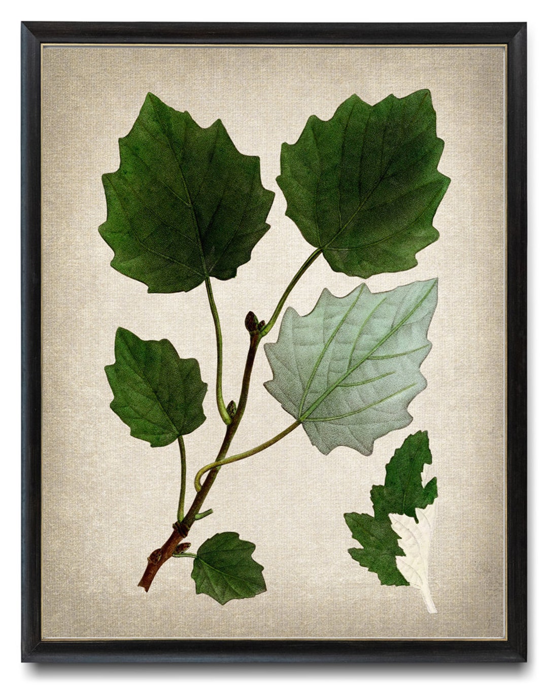 Digital Botanical Print, Grey Poplar Antique Illustration, Tree Leaves ...