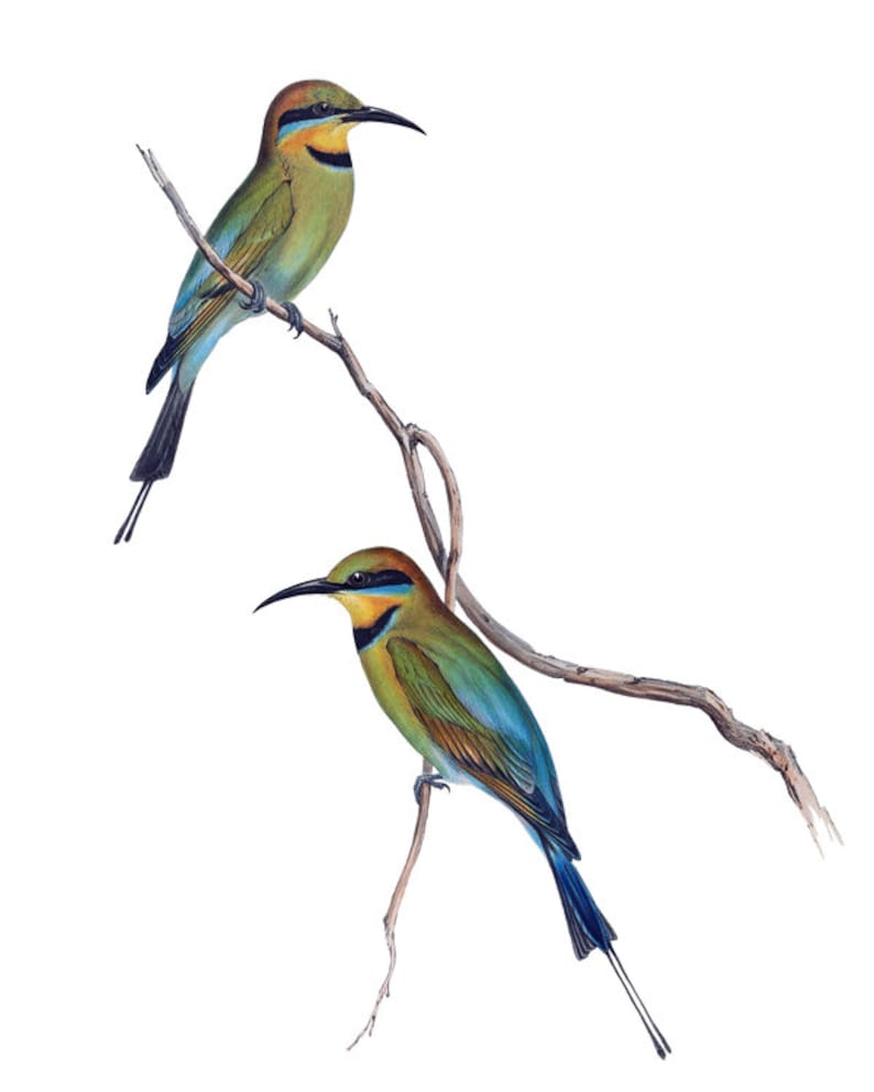 Australian Bee Eater Printable, Vintage Illustration, Natural History ...