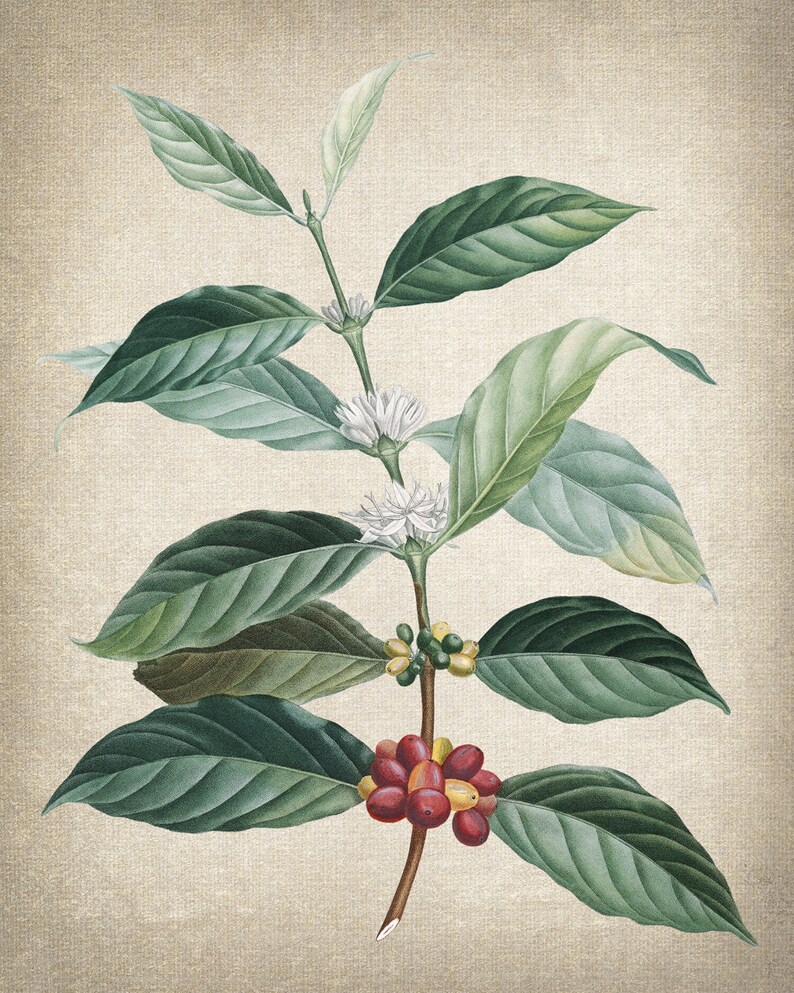 Print up to 24x30 Inches Coffee Plant Digital Print, Vintage Botanical ...