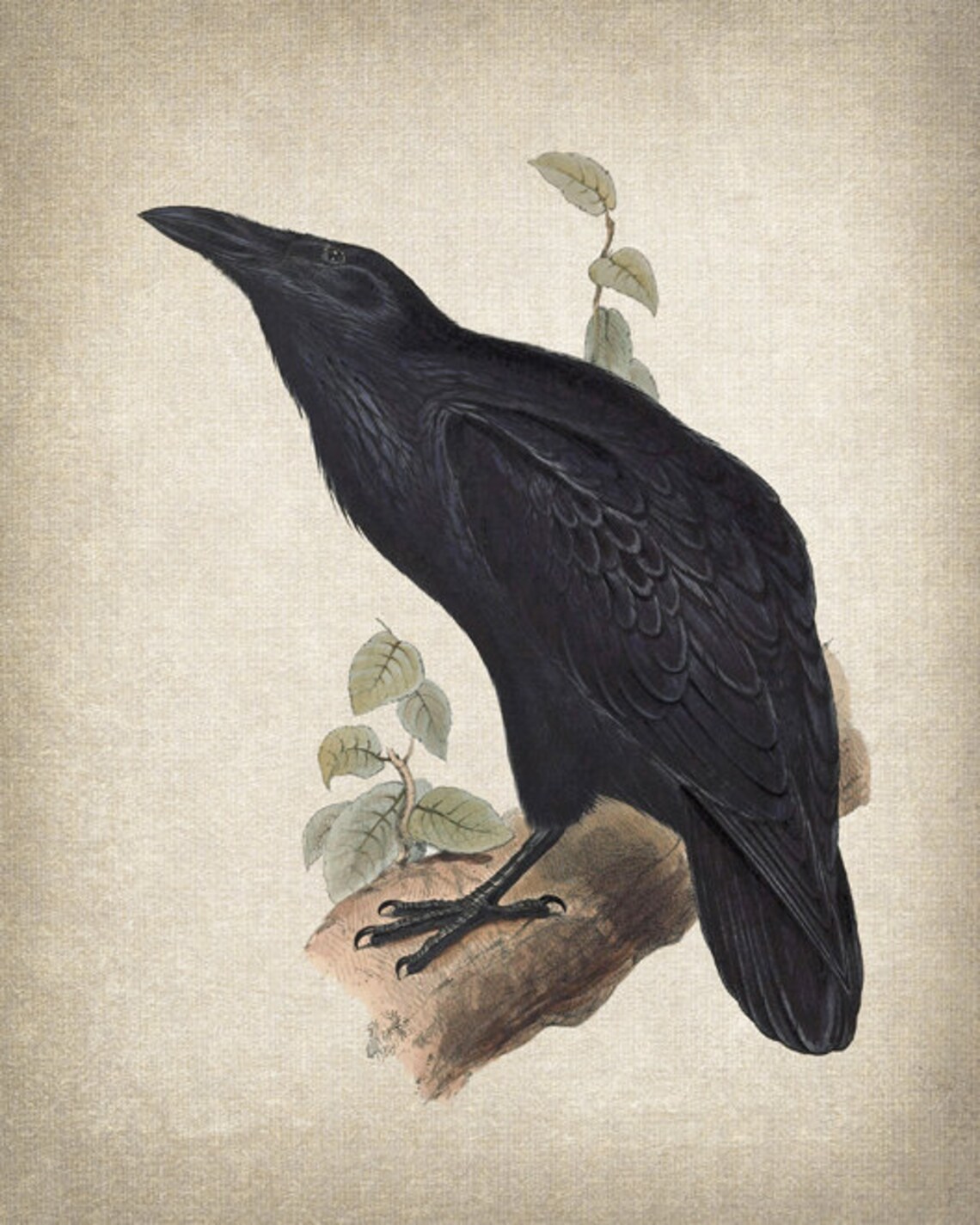 Gothic Raven Printable, Vintage Bird Illustration, Digital Wall Art ...