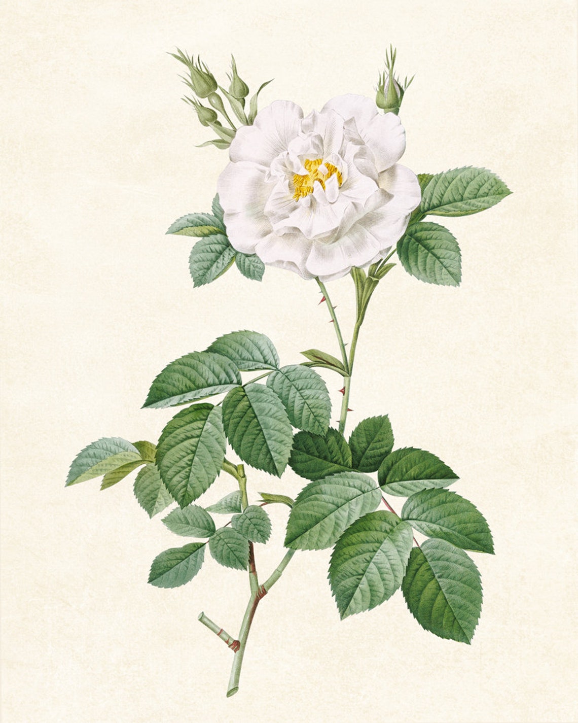White Rose Printable, P.J. Redoute Antique Flower Illustration ...