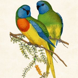 Parrot Couple Digital Art Print, 'splendid Parakeet' Vintage ...