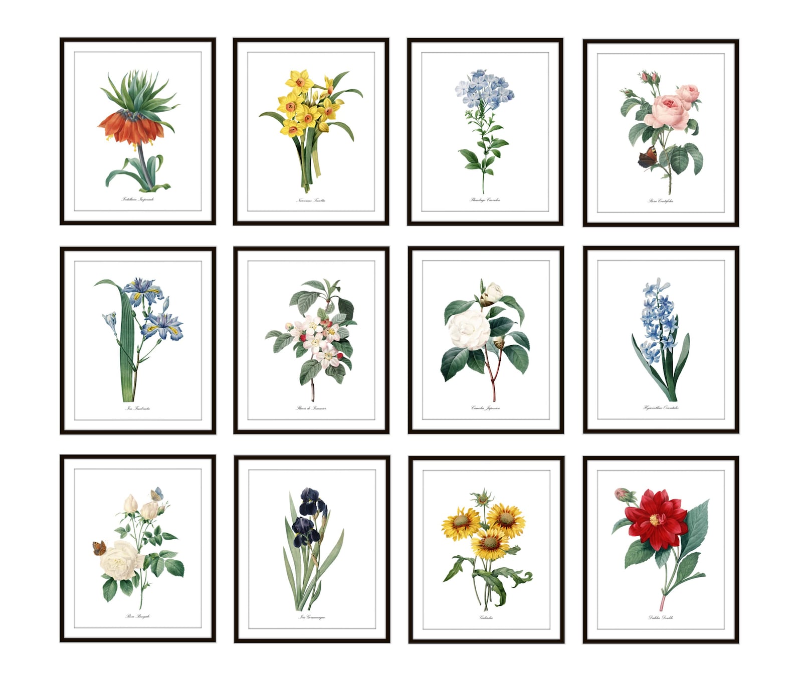 Flower Set of 12 Prints Digital Download Vintage - Etsy