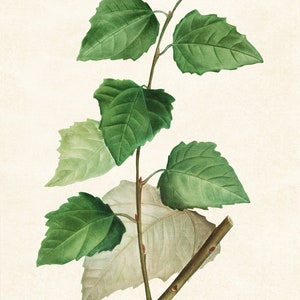 Digital Download Art Print / White Poplar Tree Branch Vintage Botanical ...