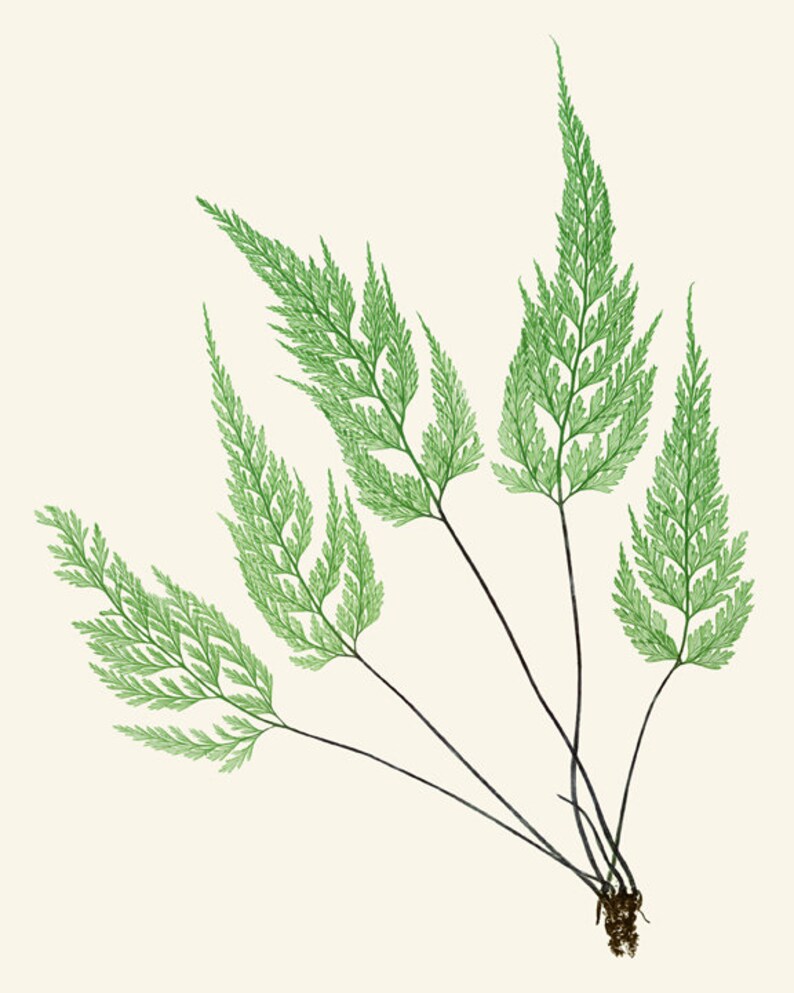 Fern Printables, Set of 12 Ferns, Vintage Nature Illustrations ...