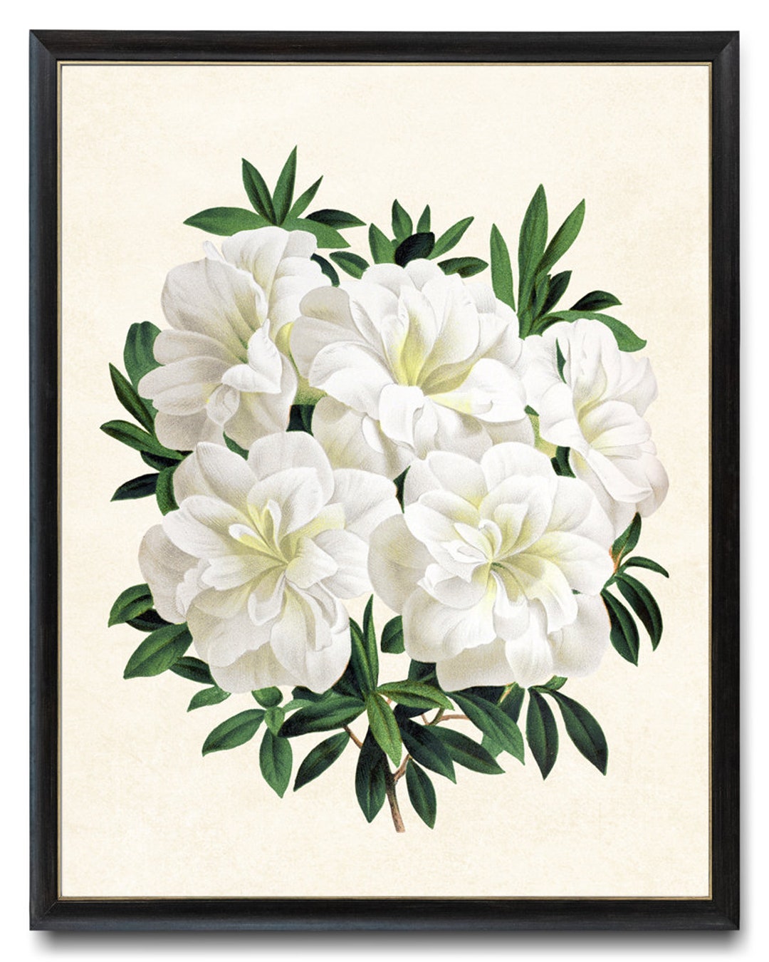 White Gardenia Azalea Printable Flowers, Vintage Botanical Illustration ...