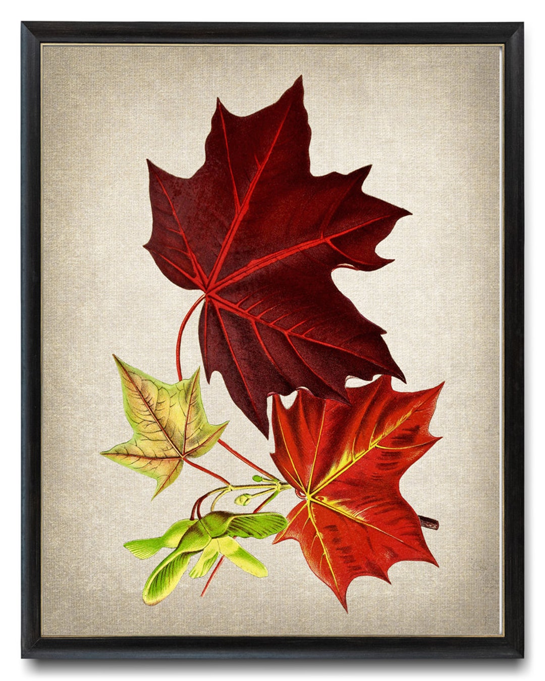 Red Maple Tree Leaves Digital Print, Vintage Illustration, Printable ...