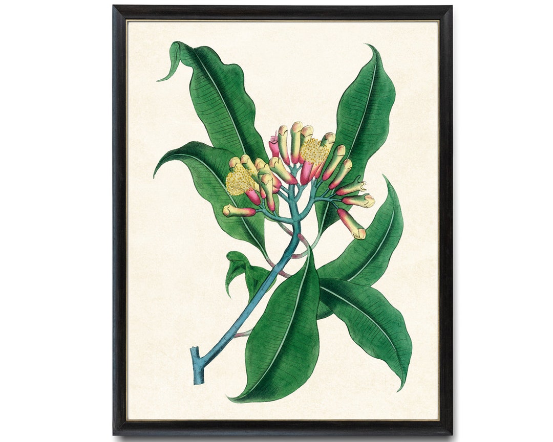 Digital Download 8x10 Art Print / Clove Plant Vintage Botanical ...