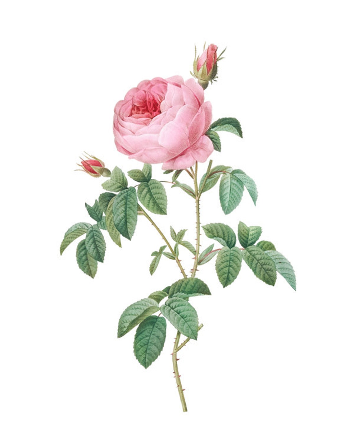 Pink Roses Set of 4 Digital Download Vintage Rose | Etsy