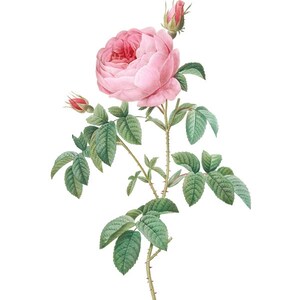 Pink Roses Set of 4 Digital Download, Vintage Rose Illustrations ...