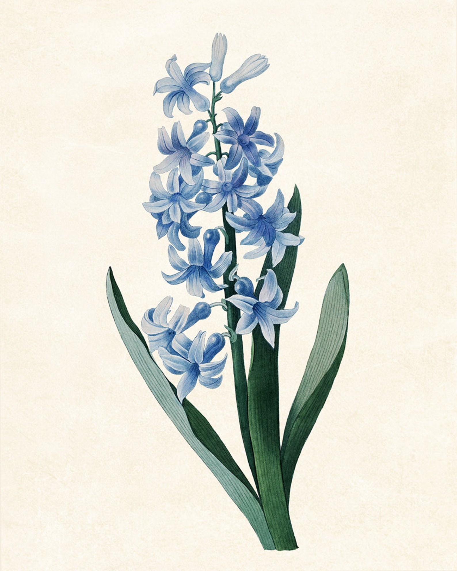 Digital Flower Print, Blue Hyacinth Vintage Illustration, Botanical ...