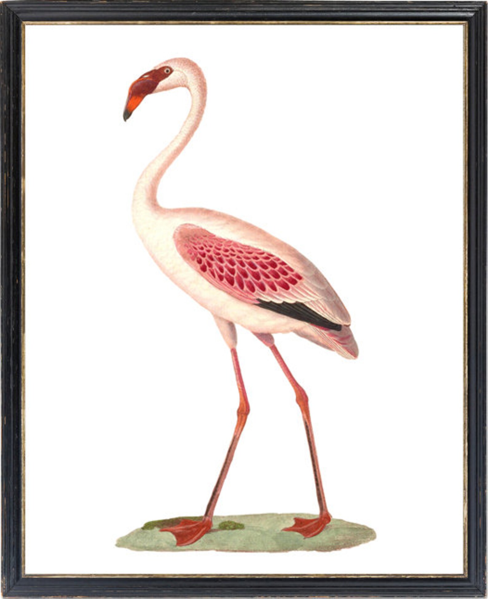Vintage Flamingo Art Digital Print, Lesser Flamingo Bird Illustration ...