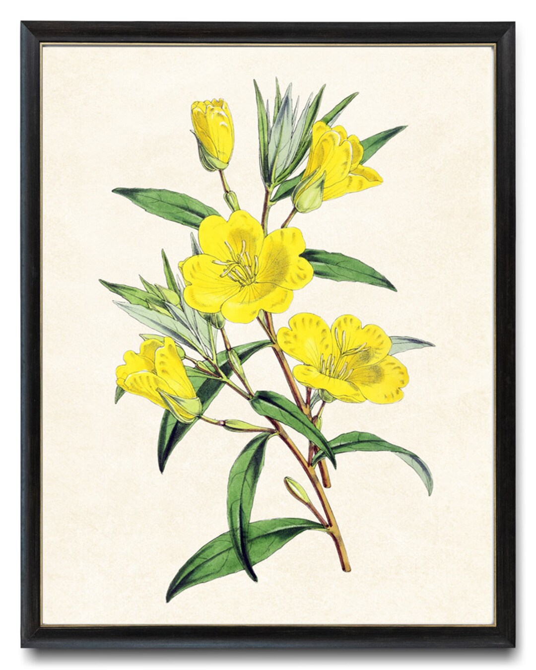 Yellow Evening Primrose Art Print Digital Download, Vintage Flower ...
