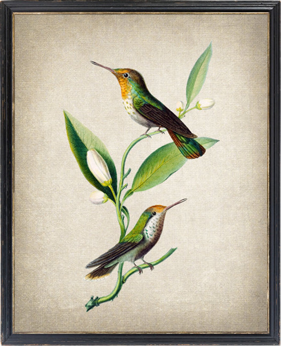 Bird and Botanical Digital Print, Vintage Hummingbird Illustration ...