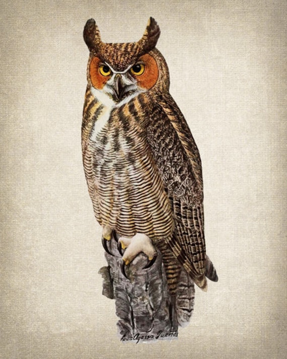 Vintage Owl Art