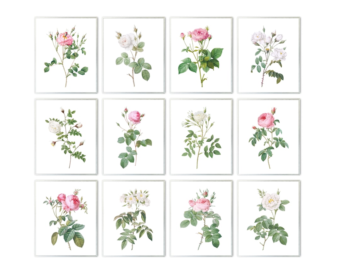 P.J. Redoute Art Rose Set of 12, 8x10 Printables, Vintage Flower ...