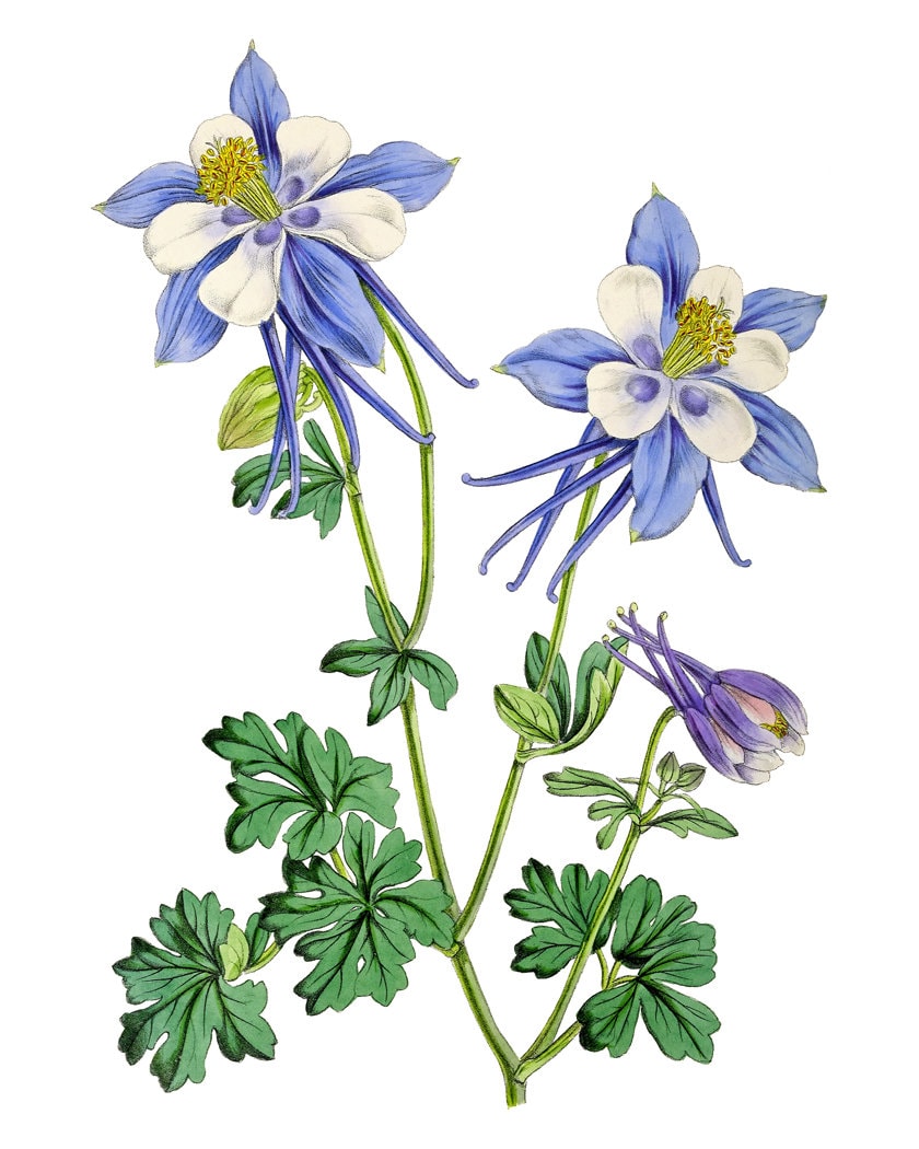 Blue Flower Botanical Drawings