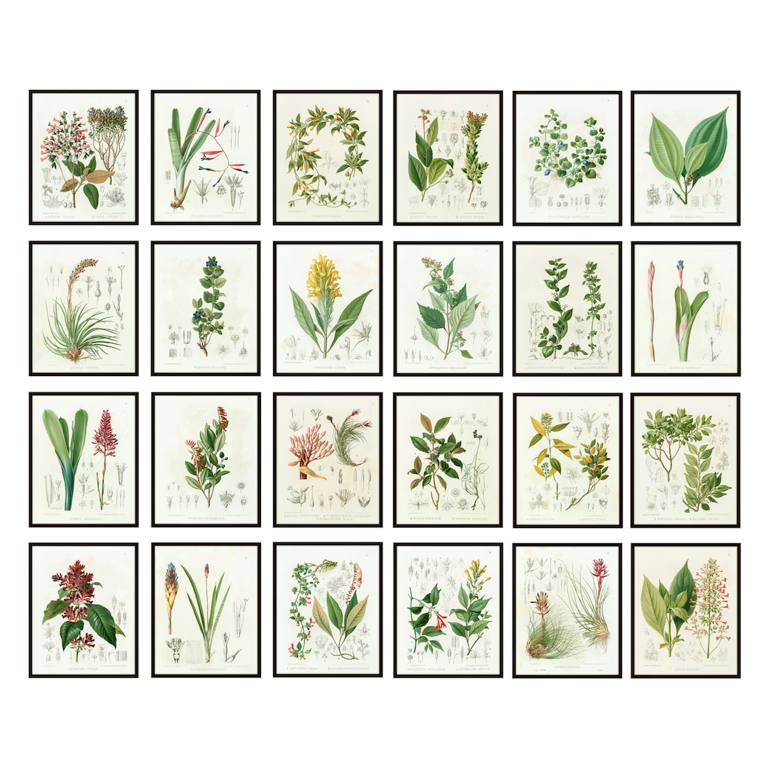 Set of 24 Scientific Plant Studies, Botany Printables, Vintage ...