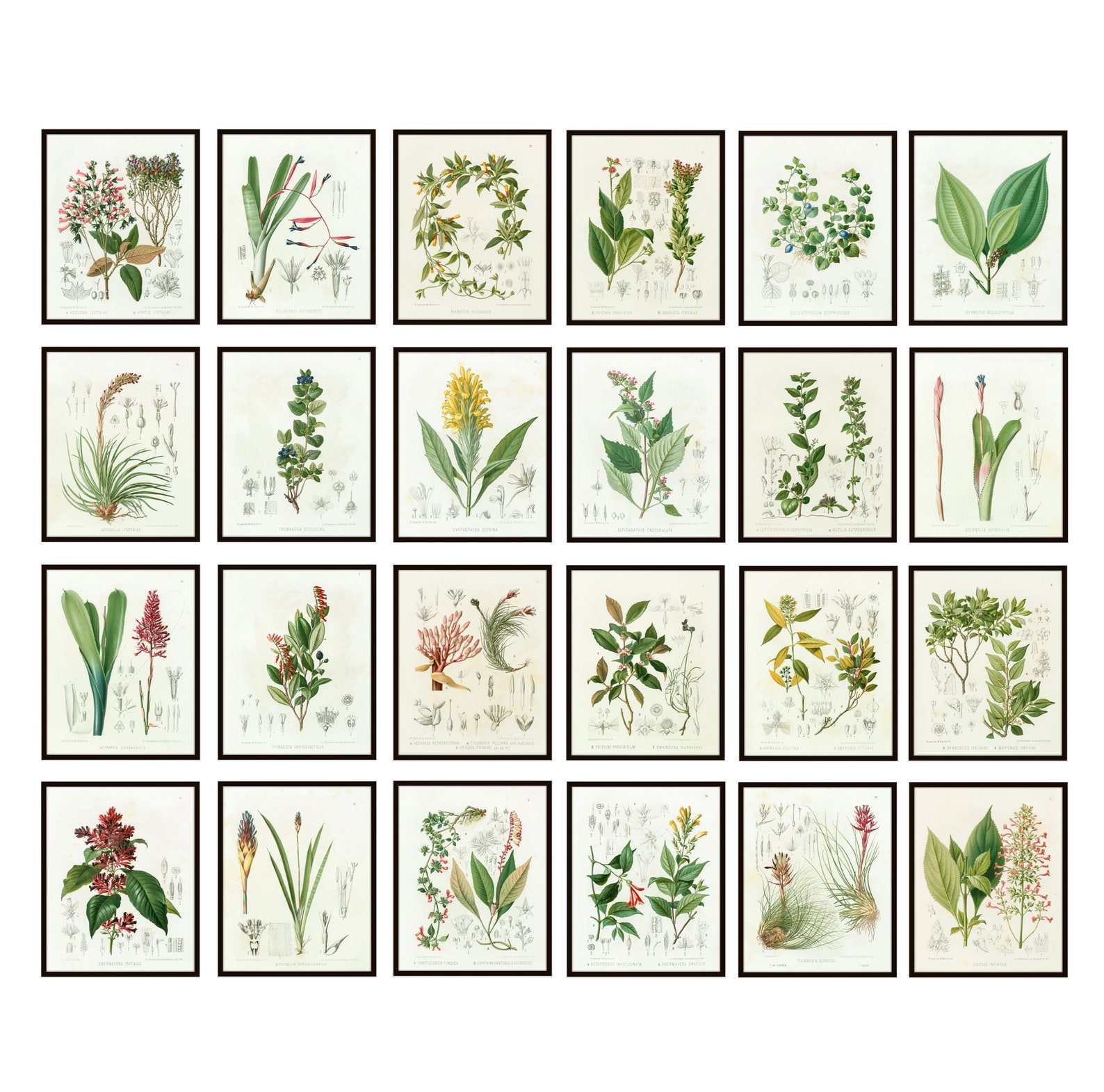Set of 24 Scientific Plant Studies Botany Printables Vintage - Etsy