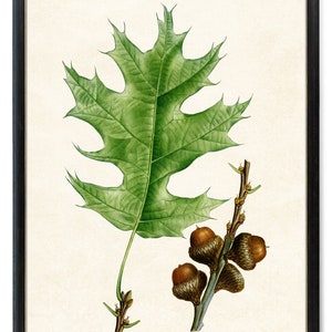 Black Oak Botanical Digital Print, Vintage Plant Illustration, Oak Leaf ...