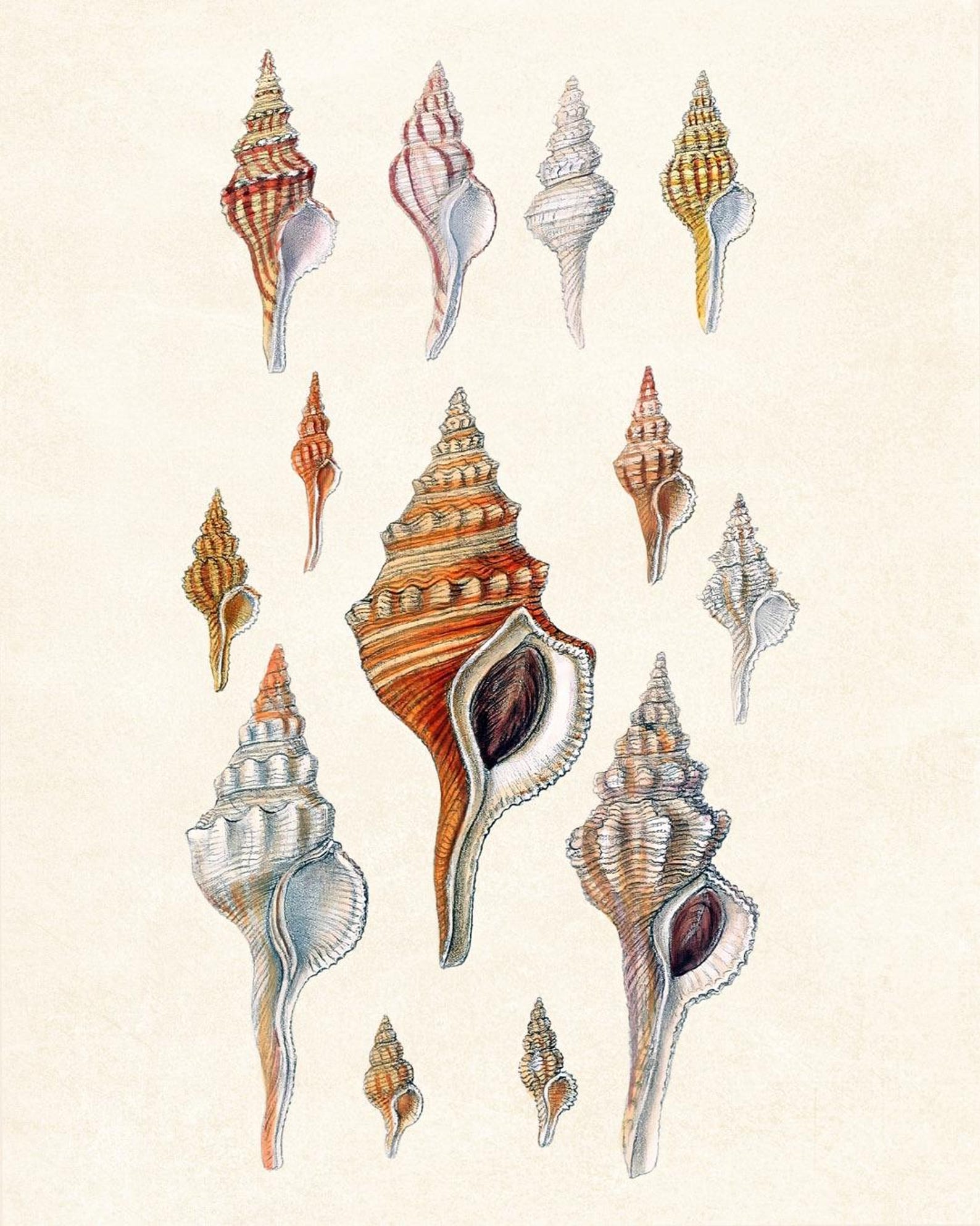 Set of 12 Shells, 8x10 Digital Prints, Vintage Seashell Illustrations ...