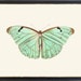 Mint Green Butterfly Printable Art, Vintage Insect Illustration ...