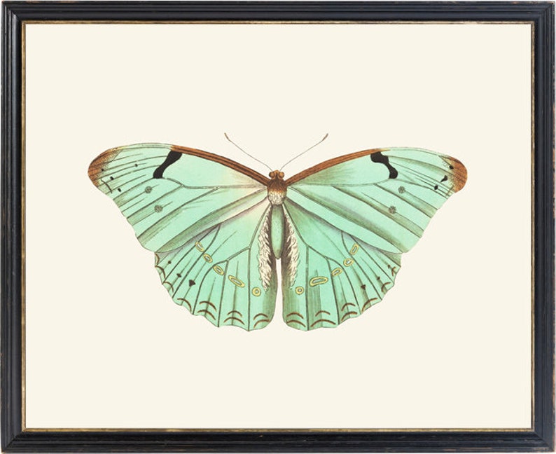 Mint Green Butterfly Printable Art Vintage Insect - Etsy