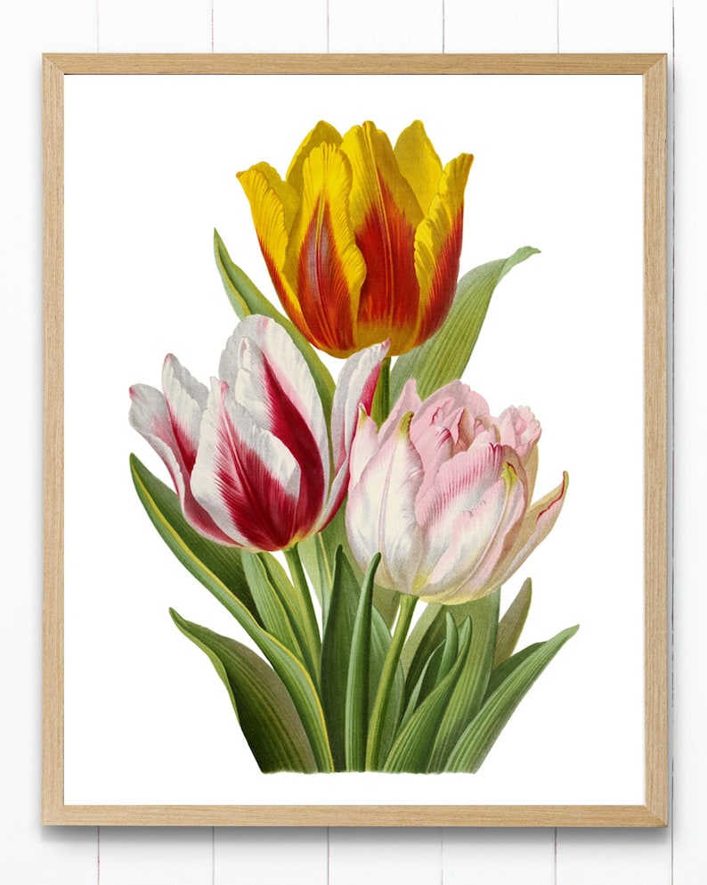 Vintage Tulips Art Print Digital Download Tulip Spring | Etsy