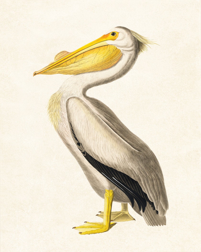 Audubon American White Pelican Digital Download Print - Etsy