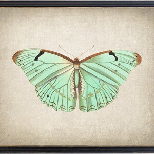 Mint Green Butterfly Printable Art, Vintage Insect Illustration ...