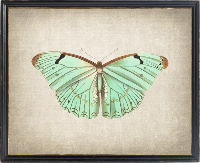 Mint Green Butterfly Printable Art Vintage Insect - Etsy