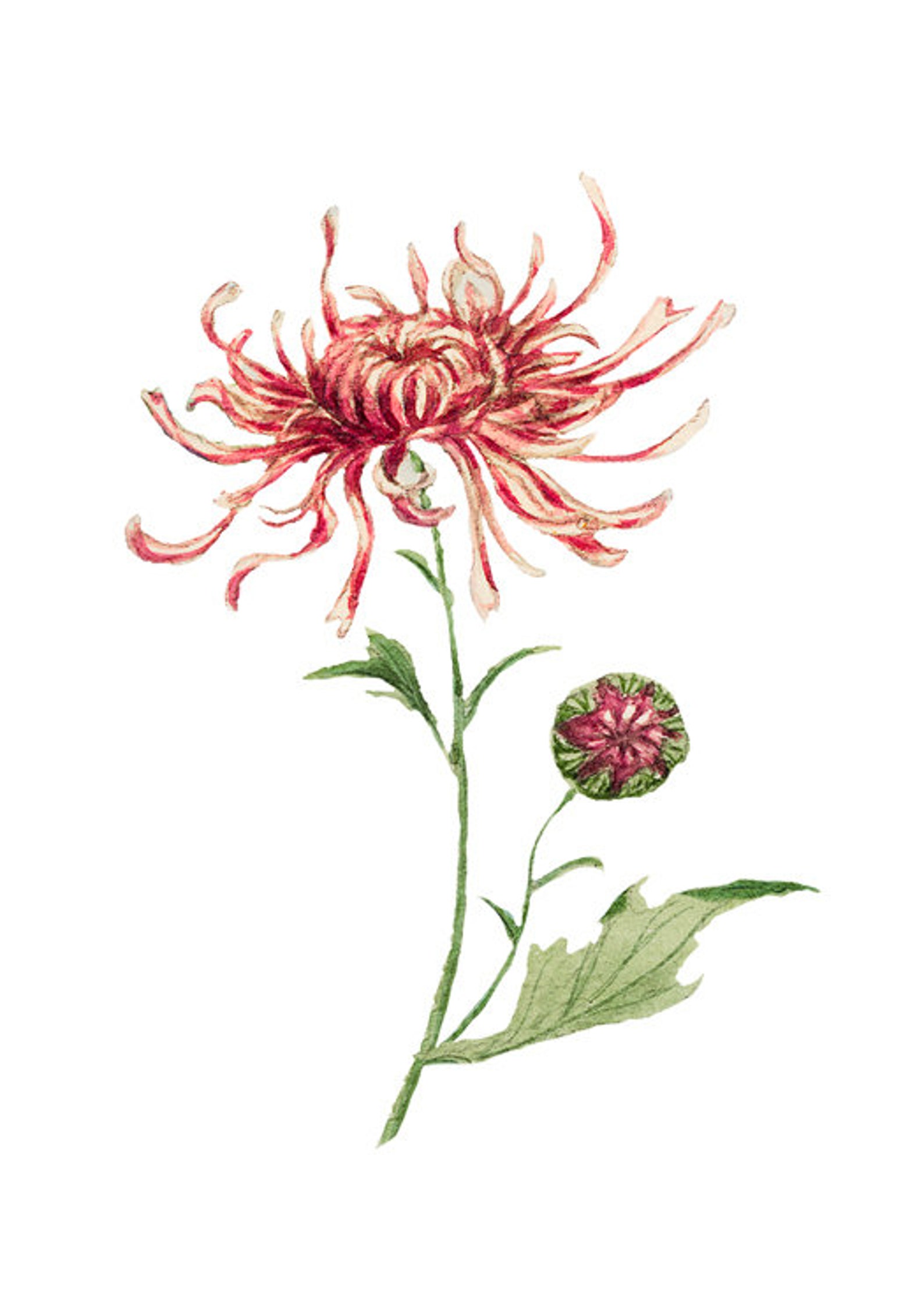 Pink Japanese Art Flowers Digital Download Antique Floral | Etsy