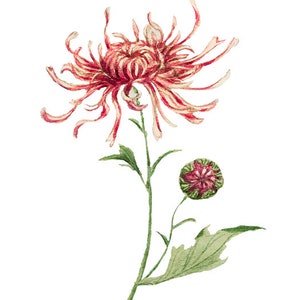 Pink Japanese Art Flowers, Digital Download, Antique Floral ...