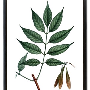Botanical Red Ash Tree Branch Digital Print, Vintage Illustration ...