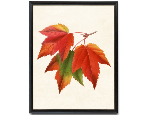 Red Maple Leaves Digital Print Vintage Illustration Fall - Etsy
