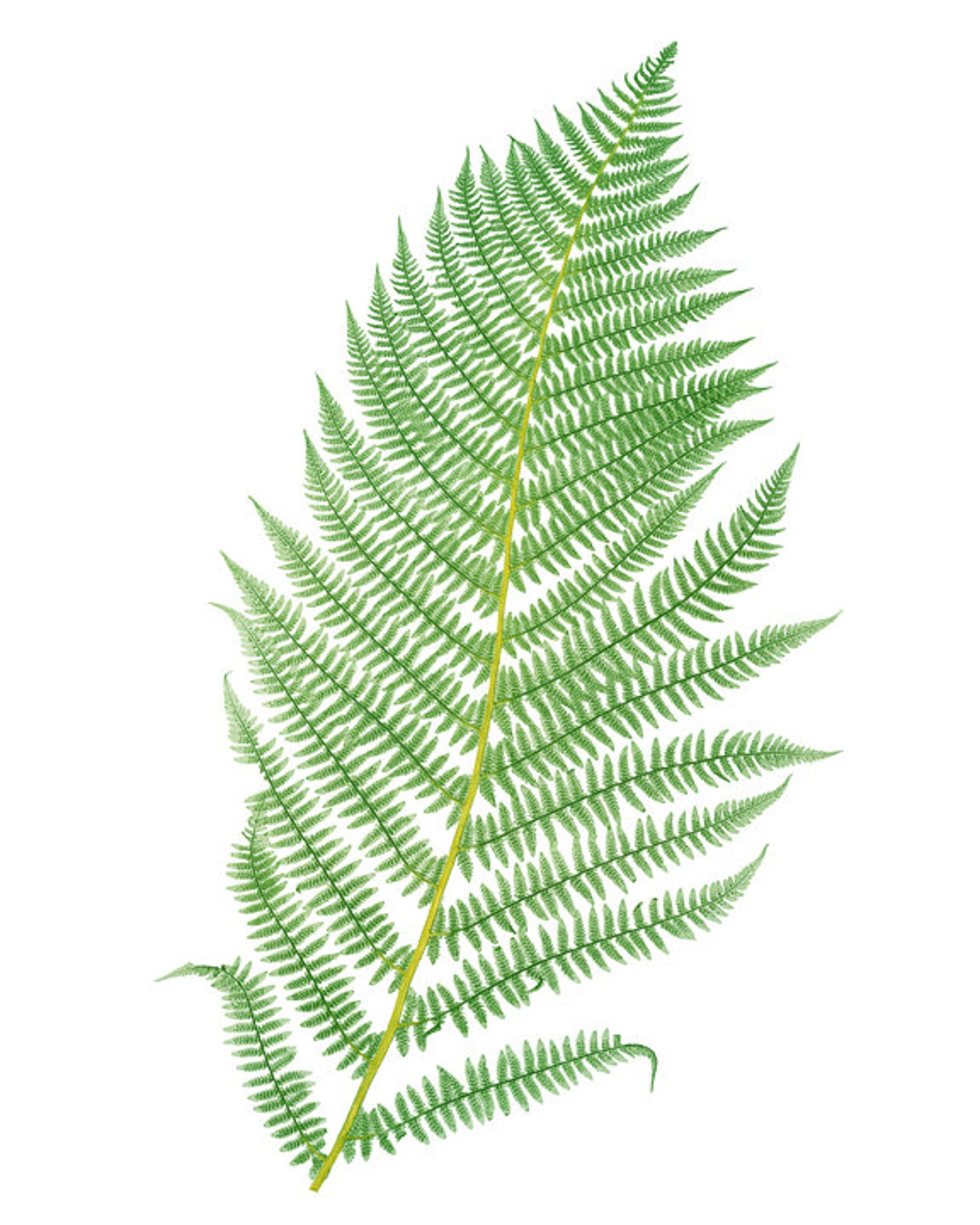 Fern Printables, Set of 12 Ferns, Vintage Nature Illustrations ...