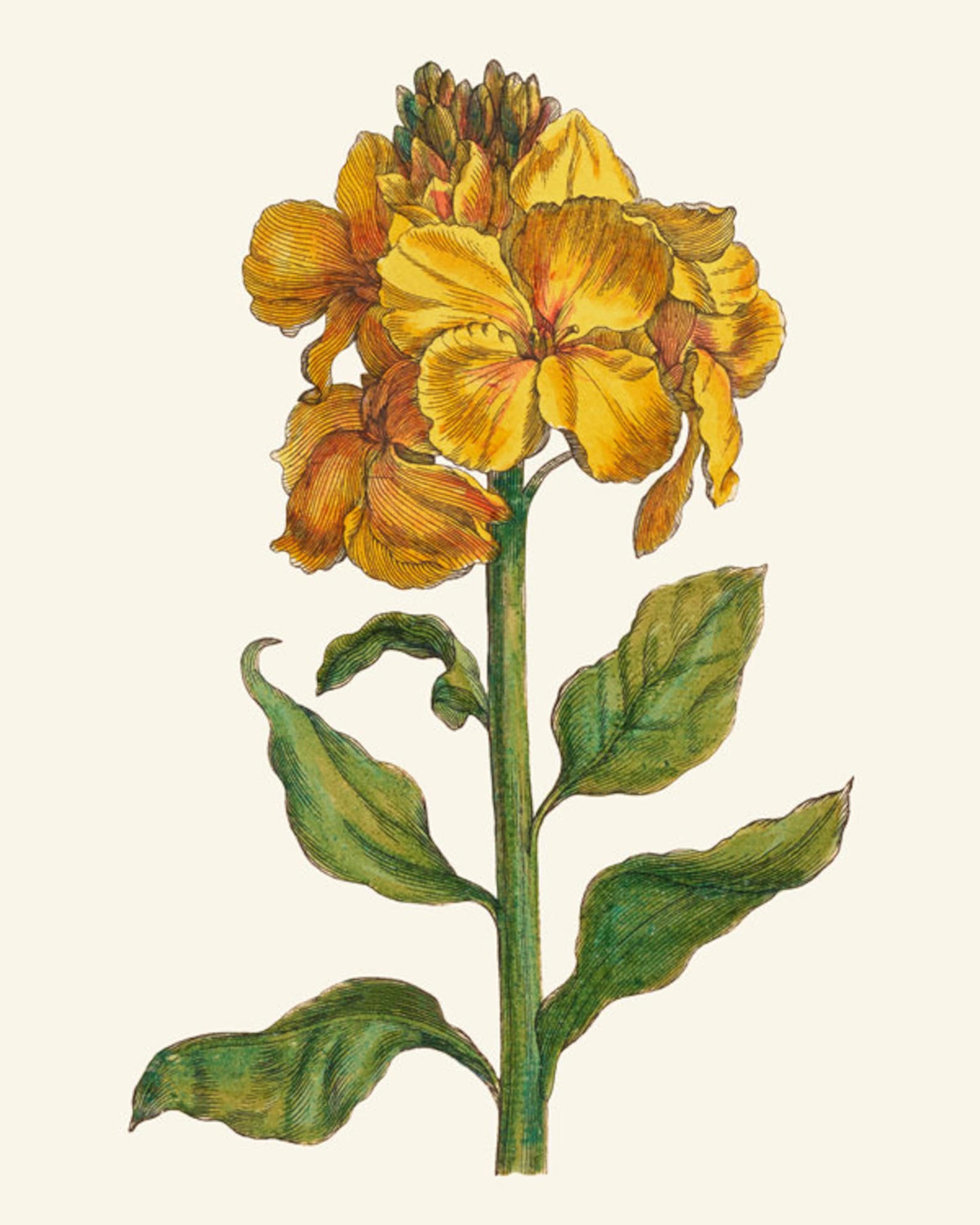 Set of 9 Antique Flower Printables, 18th Century Botanical Floral ...