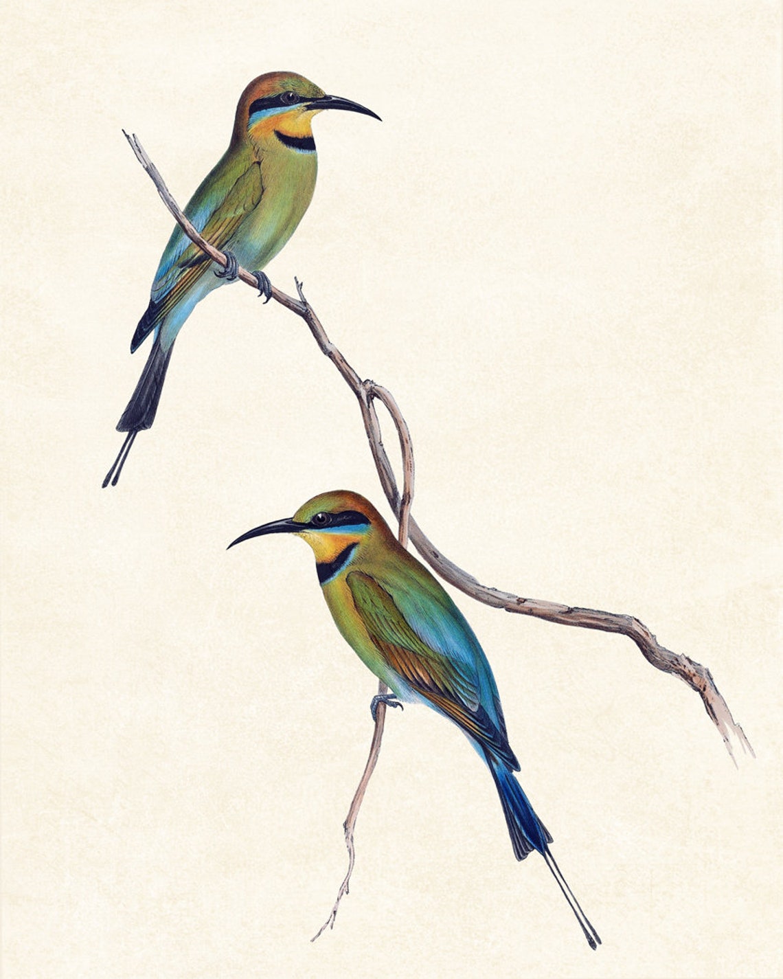 Australian Bee Eater Printable, Vintage Illustration, Natural History ...